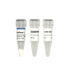 Butelase 1 连接酶