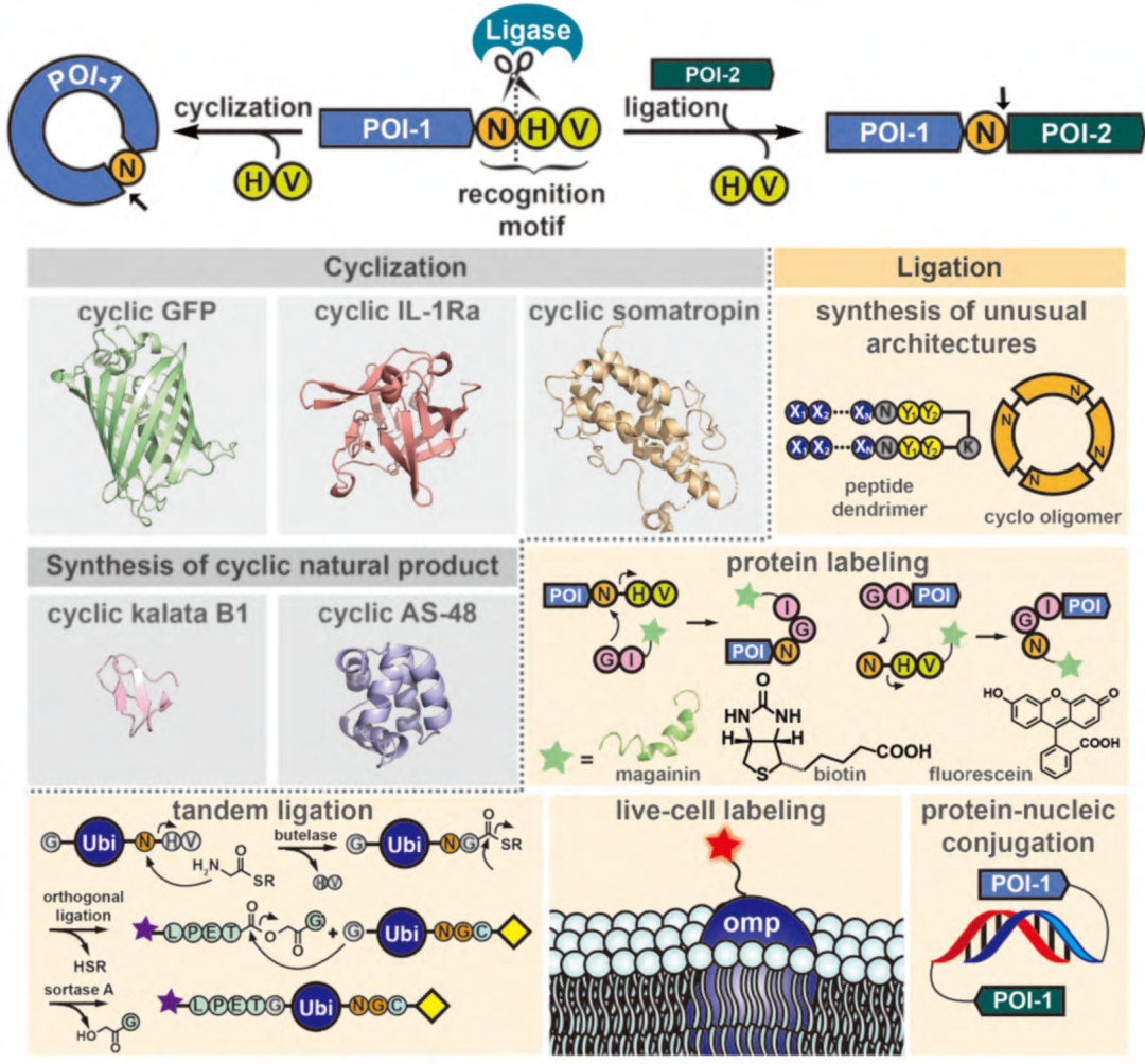 新品 | 重组多肽连接酶Butelase 1 上市！！！ - 广州英赞生物EnzyValley
